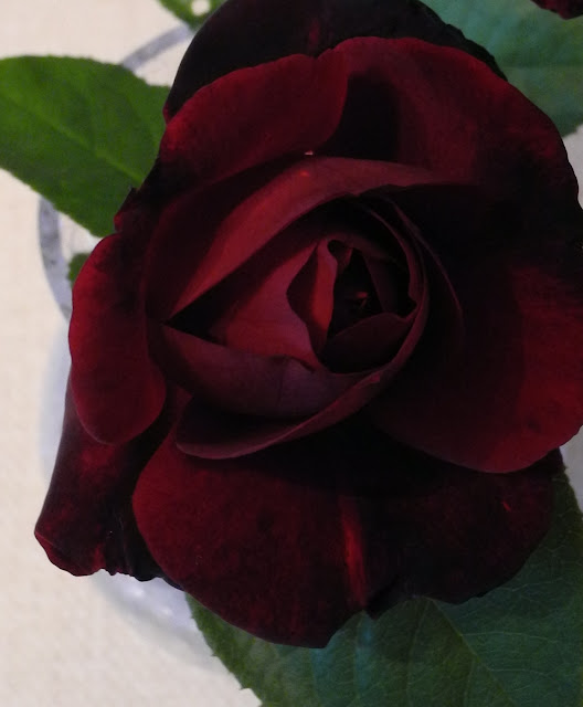 God's Growing Garden: Frank's Flowers - The "Black Cherry" Rose