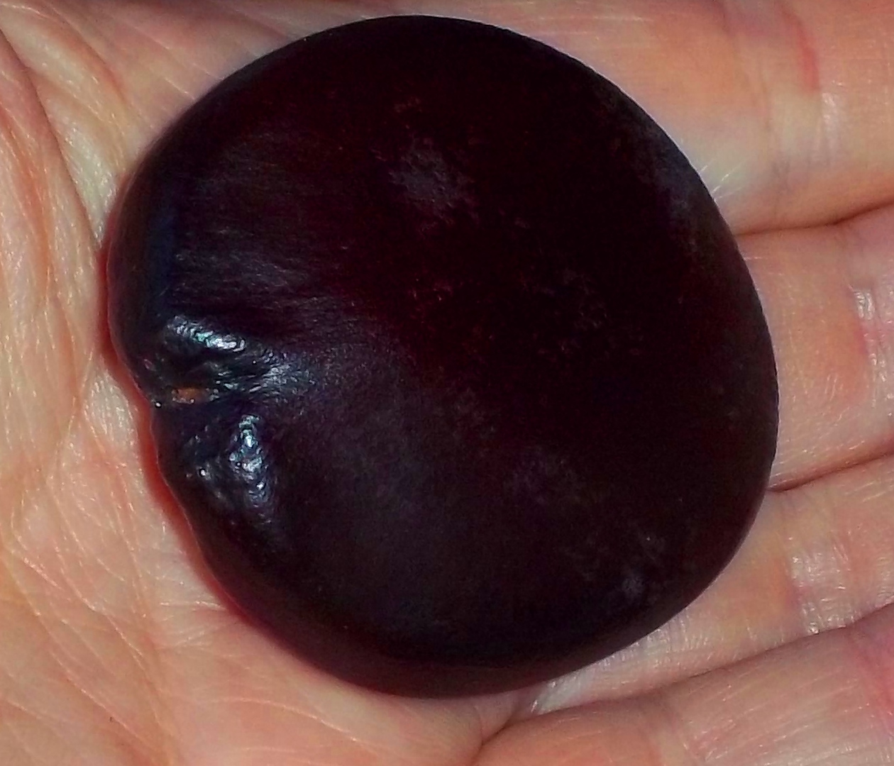 Finds of a Strandlooper: Sea Beans vs. Molucca Beans