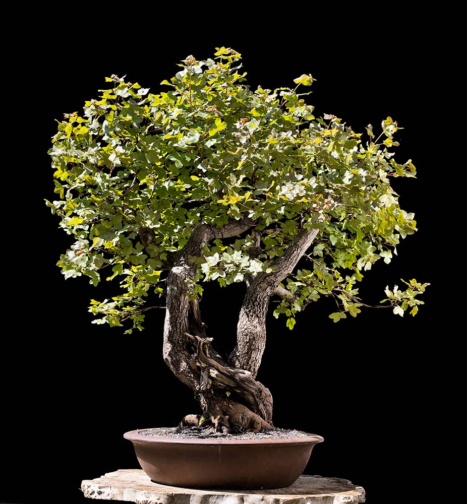 Walter Pall Bonsai Adventures: French Maple #5