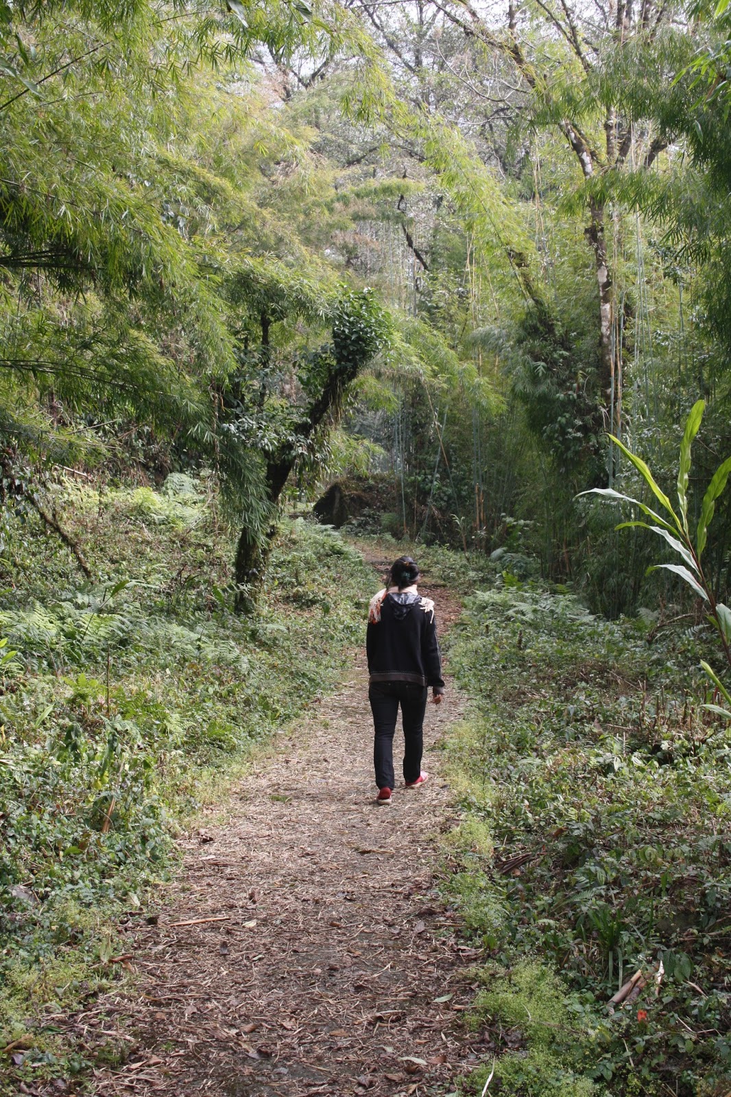 Travelling in North Sikkim: Tingvong Village, Upper Dzongu