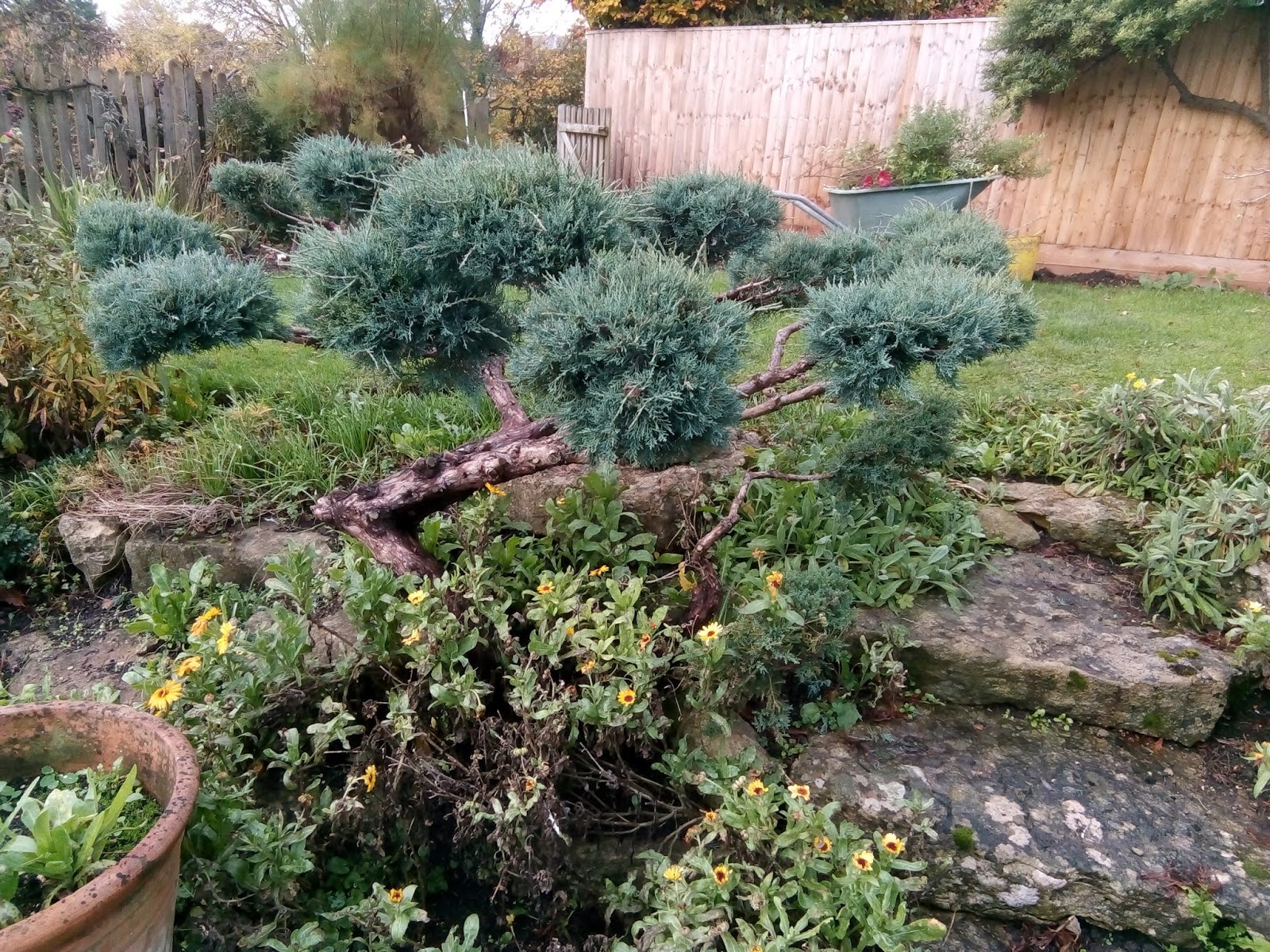 Rachel the Gardener: How to: start a Cloud pruned Juniper from scratch