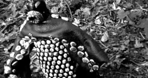 Attack of The Giant Leeches – Terror In The Florida Everglades! – The ...