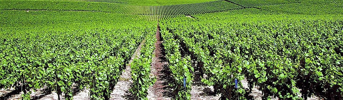 Pela Positiva: Georgino Rocha — Chamados a dar bons frutos na vinha do ... Pela Positiva: Georgino Rocha — Chamados a dar bons frutos na vinha do ...