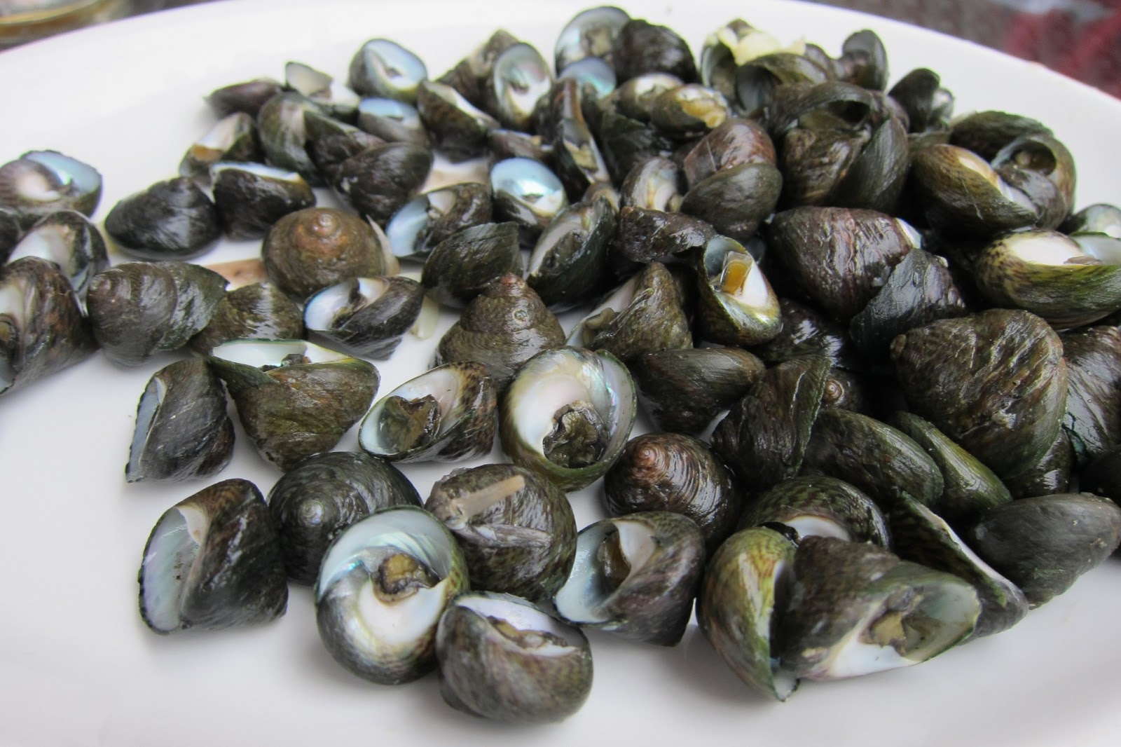 Caramujos - Somos Madeira