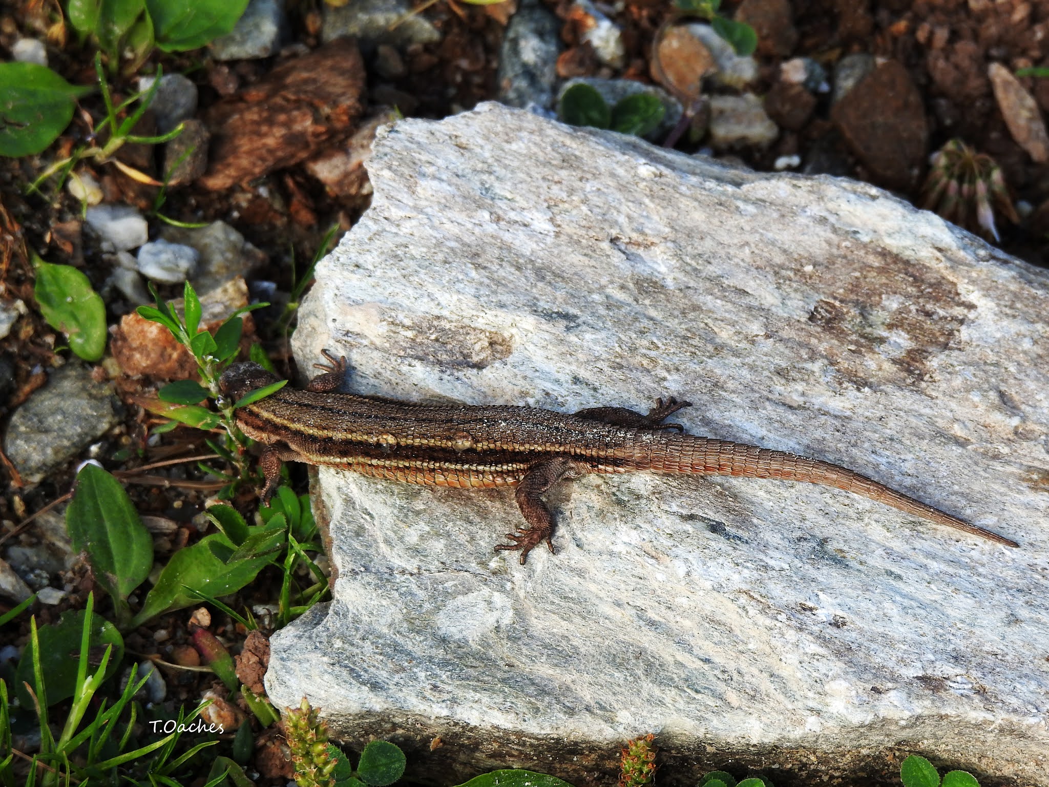 PASARI DIN ROMANIA: REPTILE ( 2 ), Soparle