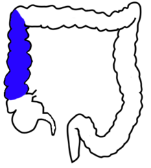 Los procesos de digestión y nutrición