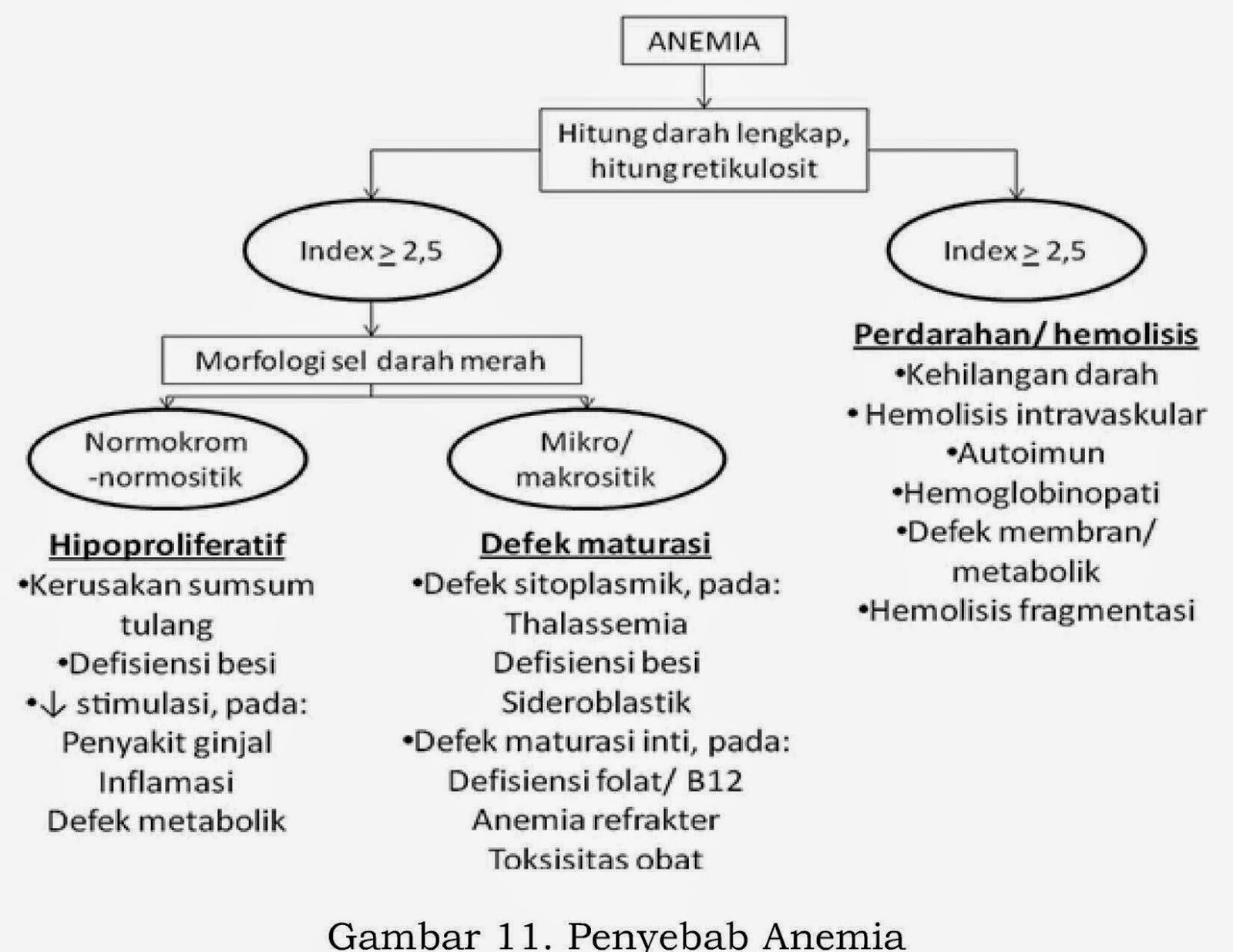 144 PENYAKIT: ANEMIA