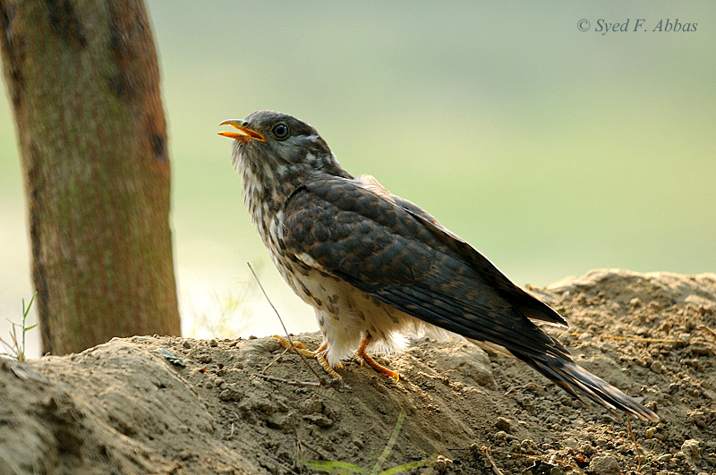 Wildlife and Nature Photography: Common Hawk-Cuckoo (Hierococcyx varius)