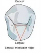 Landmarks of the teeth | Elevated landmarks & Depresses landmarks
