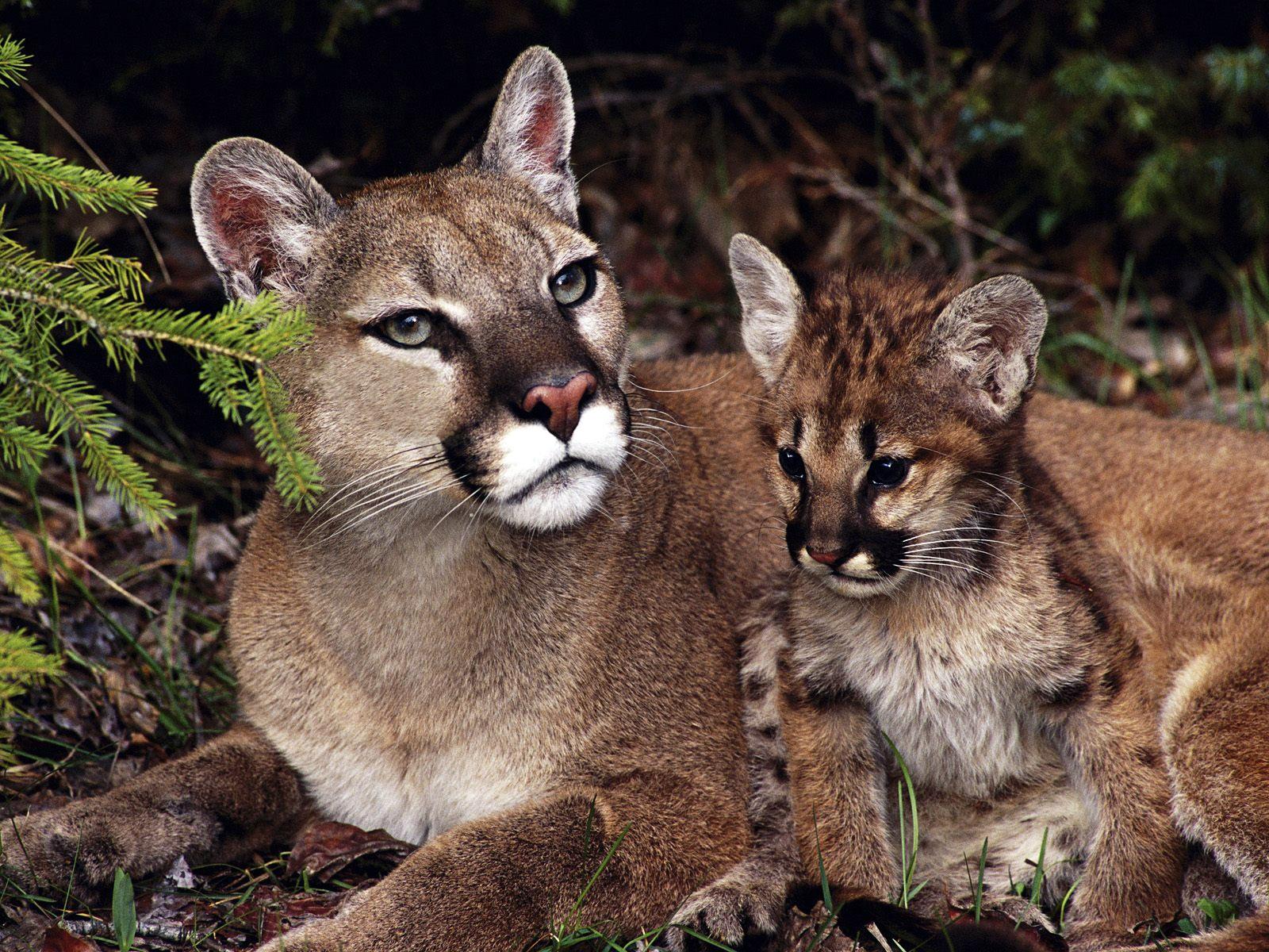 O Livro da Natureza: Puma