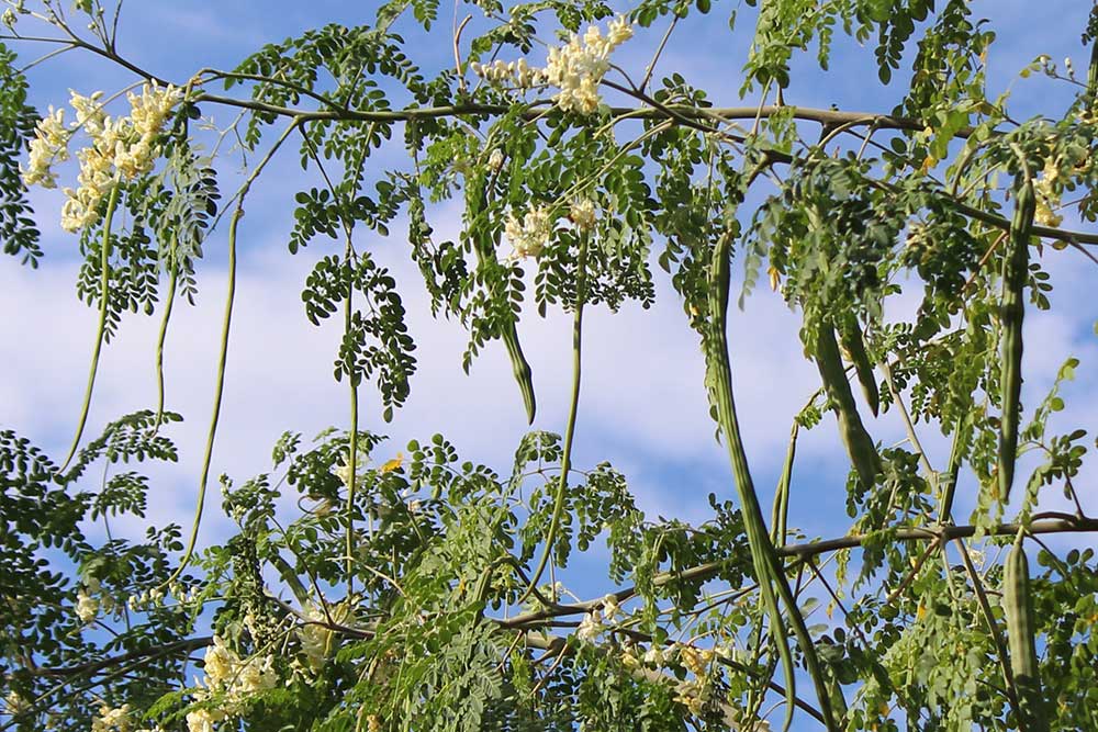Desert Gardening Hub: My Best Trees of 2017 - Moringa!