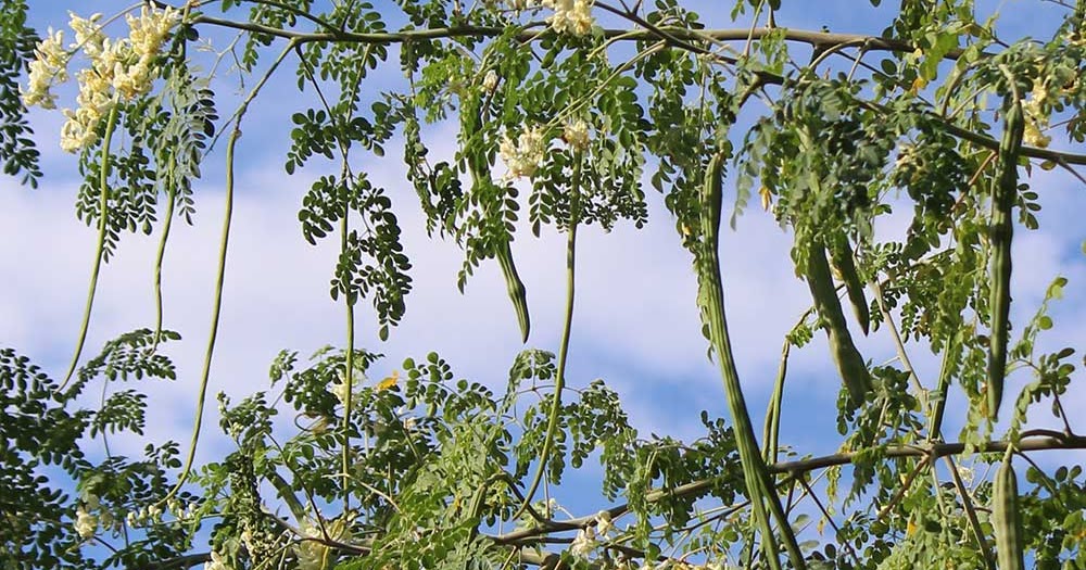 Desert Gardening Hub: My Best Trees of 2017 - Moringa!