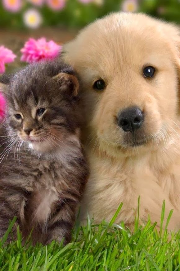Cute Puppy And Dog Adorable Cat And Dog cute-puppy-and-dog-adorable-cat-and-dog
