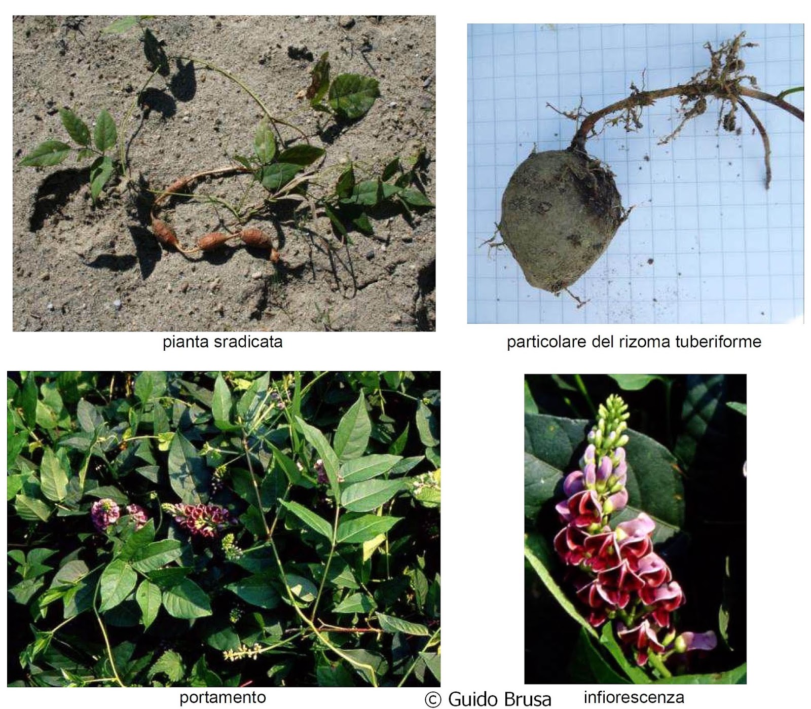 Flora Insubrica: Apios americana