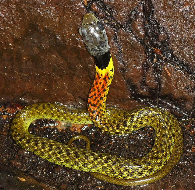 Ular Asli Indonesia: Ular Picung (Rhabdophis subminiatus)