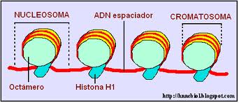 Biología: Histona