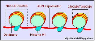 Biología: Histona
