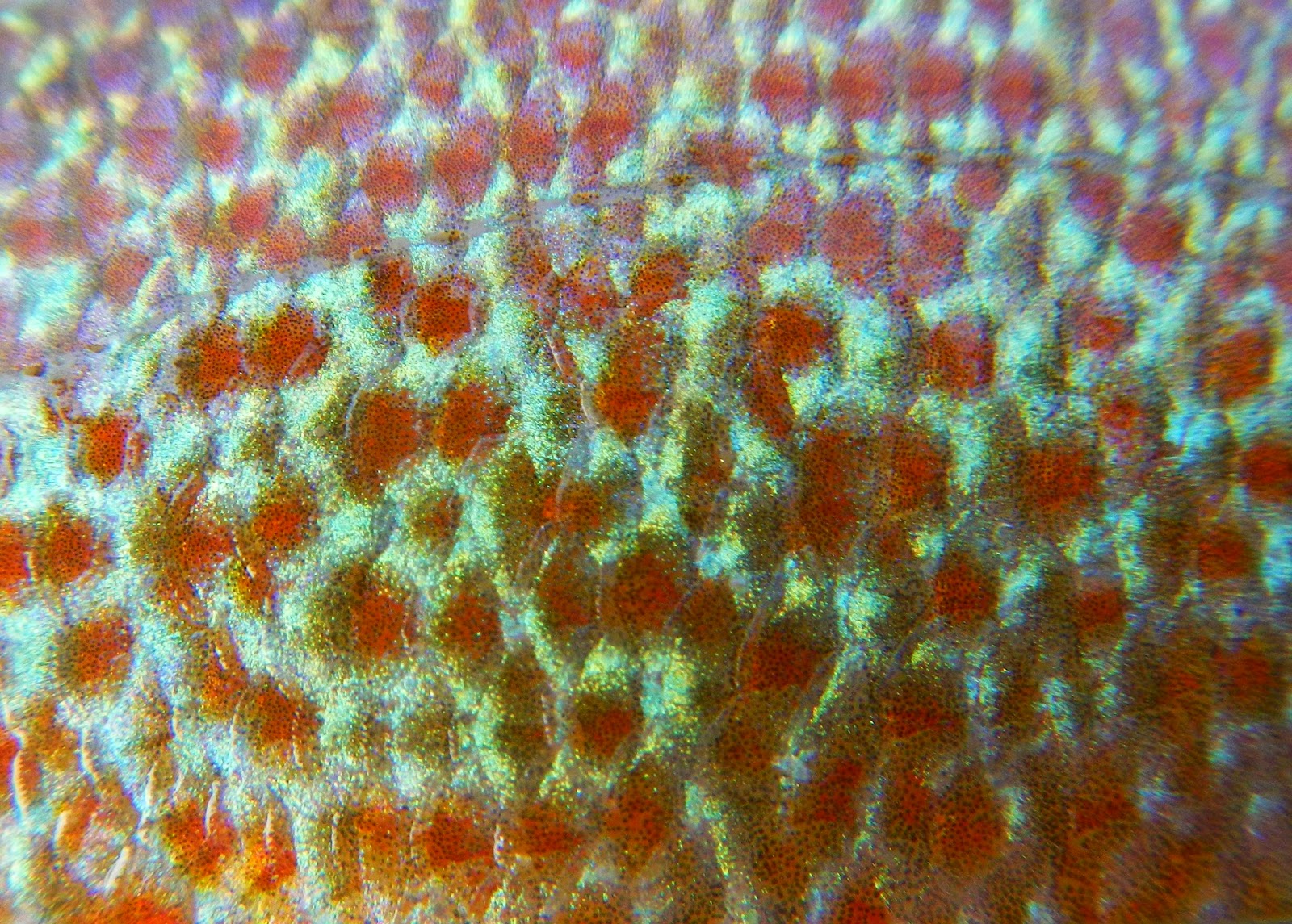 Bryanlikestofish: Fish Skins - Edition 3.0