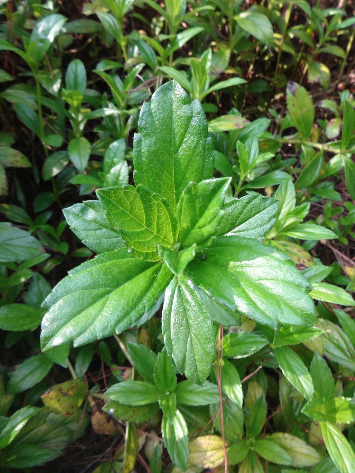 Herbs from Distant Lands: Wedelia - Wedelia chinensis - trilobata ...