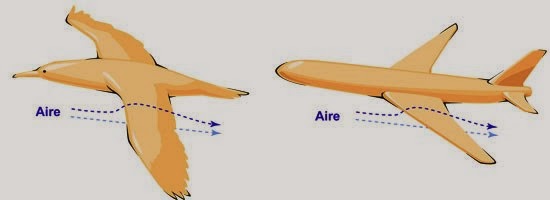 Mecanica de Fluidos, ¿Por qué vuelan las aves?: Clases de Alas