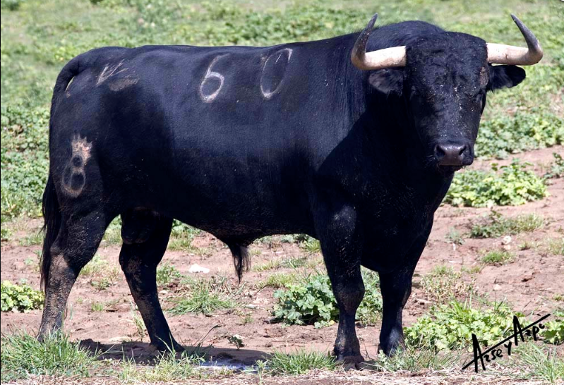Toreo en Red Hondo: PINTAS DEL TORO DE LIDIA (5): LOS TOROS NEGROS NO ...