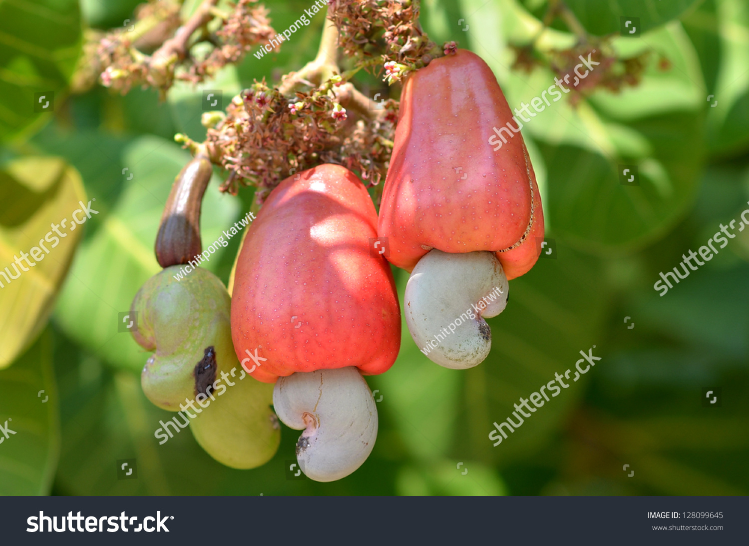 LE NUMERIQUE UNE POSSIBILITE DANS LA FILIERE ANACARDE: L'ANACARDE UN ...