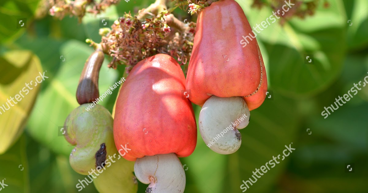 LE NUMERIQUE UNE POSSIBILITE DANS LA FILIERE ANACARDE: L'ANACARDE UN ...