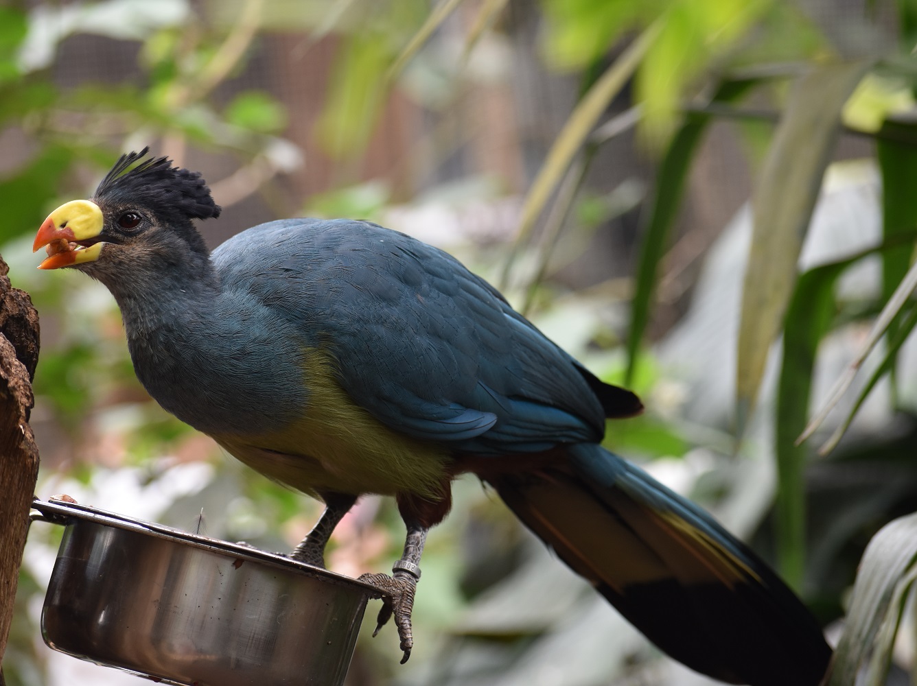 ZOOTOGRAFIANDO (6.100 ANIMALS): TURACO GIGANTE / GREAT BLUE TURACO ...