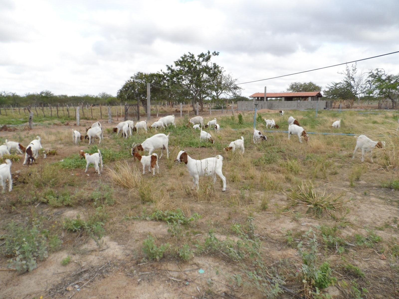 Centro de Capacitação Técnica Vovô Alferes: CABRITO BOER PREMIUM VOVÔ ...