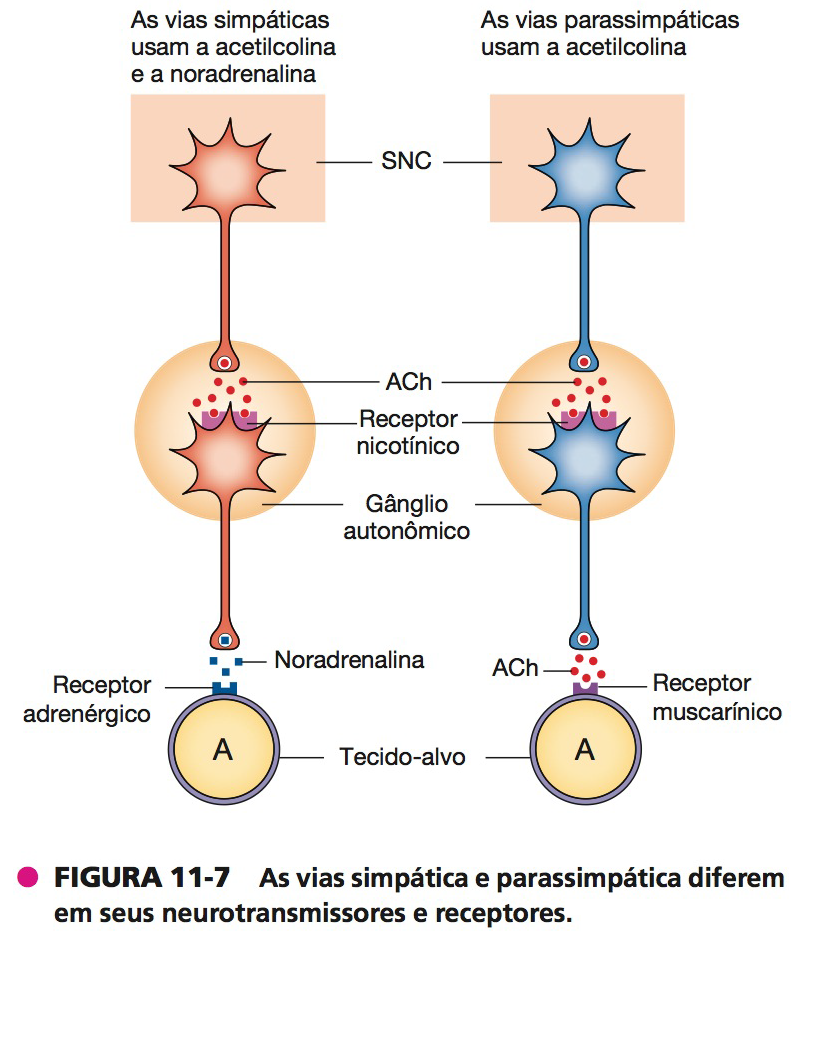 Simpático E Parassimpático Diferenças - BRUNIV