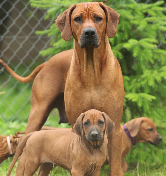 Raças de Cães do Mundo Inteiro: Rhodesian Ridgeback