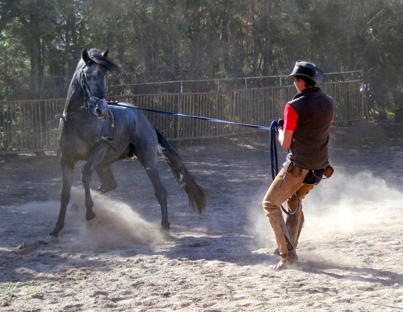 asociación de caballistas del Nordeste de Segovia: La doma básica del ...