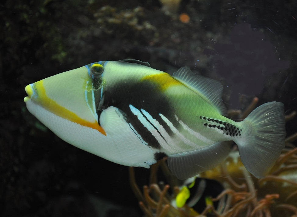 ZOOTOGRAFIANDO (6.100 ANIMALS): PEZ BALLESTA PICASSO / PICASSOFISH OR ...