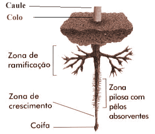 bioerem