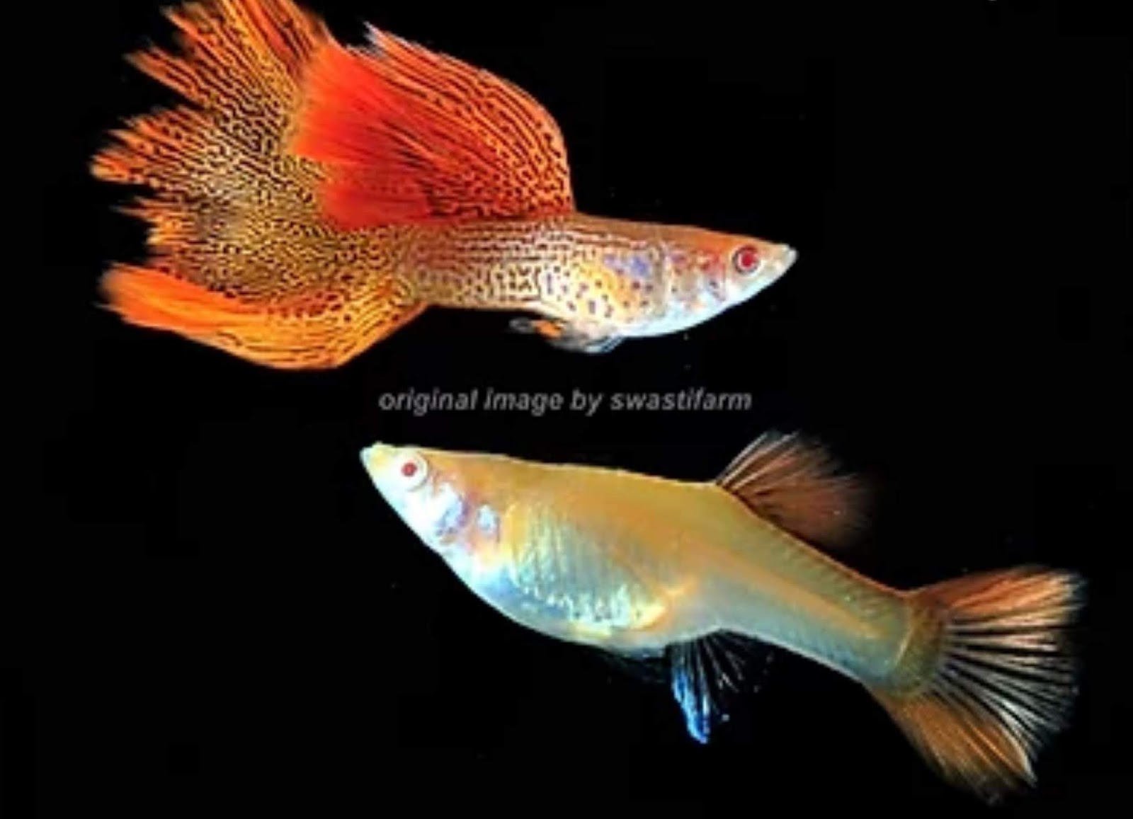 Unboxing ikan guppy serta tips perawatan