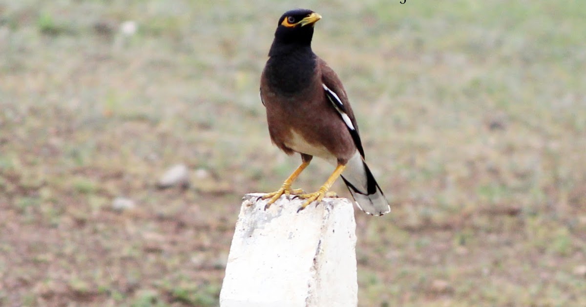 सांगोल्यातील पक्षी (Birds ऑफ Sangola)