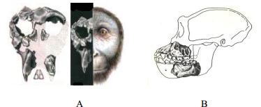 Evolución Humana - JESUS CRISTO ES REY