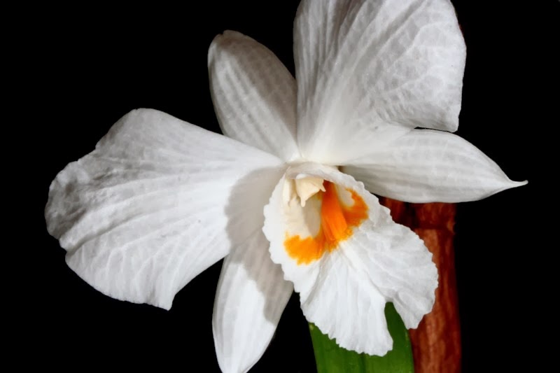 Aquarien und Orchideen : Orchideen 1