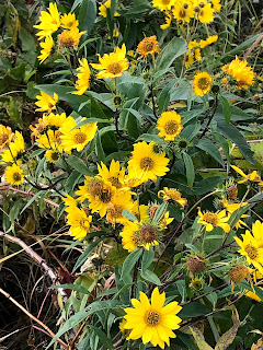 With Strings Attached: Midweek: flowers, foliage, flimsy