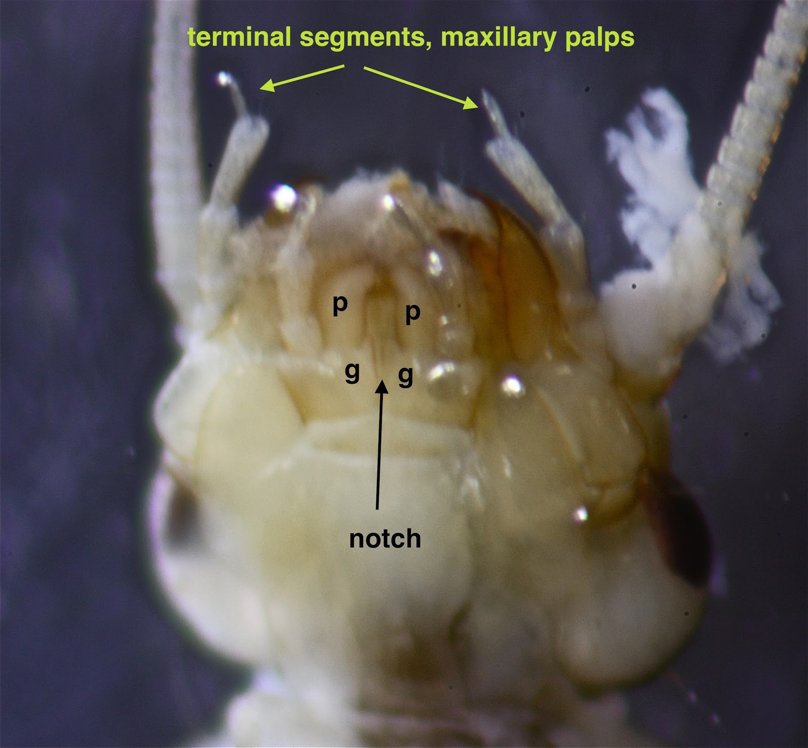 Aquatic Insects of Central Virginia: Another Stonefly Family Returns ...