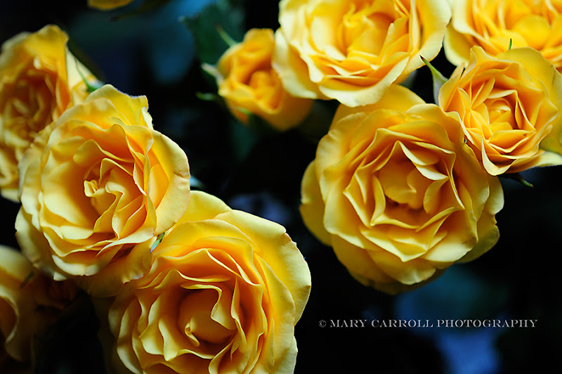 Little Red House: Mosaic Monday: Yellow Roses