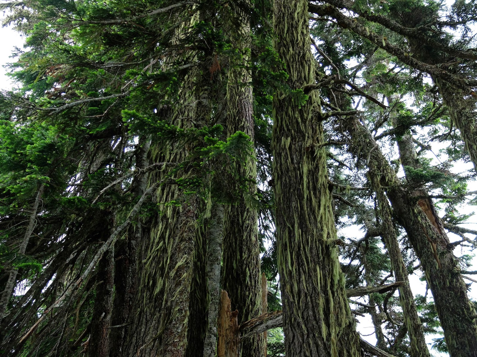 TravelMarx: Johnson Ridge Hike