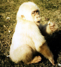 Ya estamos aquí, os quedan dos deseos ♥: Copito de nieve