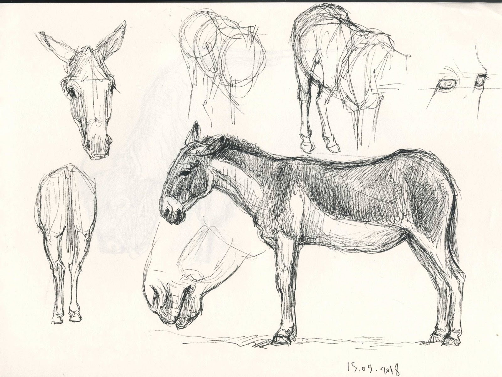 Munich Zoo Hellabrunn-drawing class