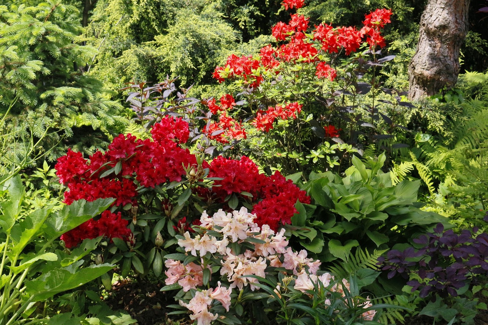 OGRÓD U STÓP KLASZTORU- ZIELONA OAZA : AZALIE I RODODENDRONY - UPRAWA I ...