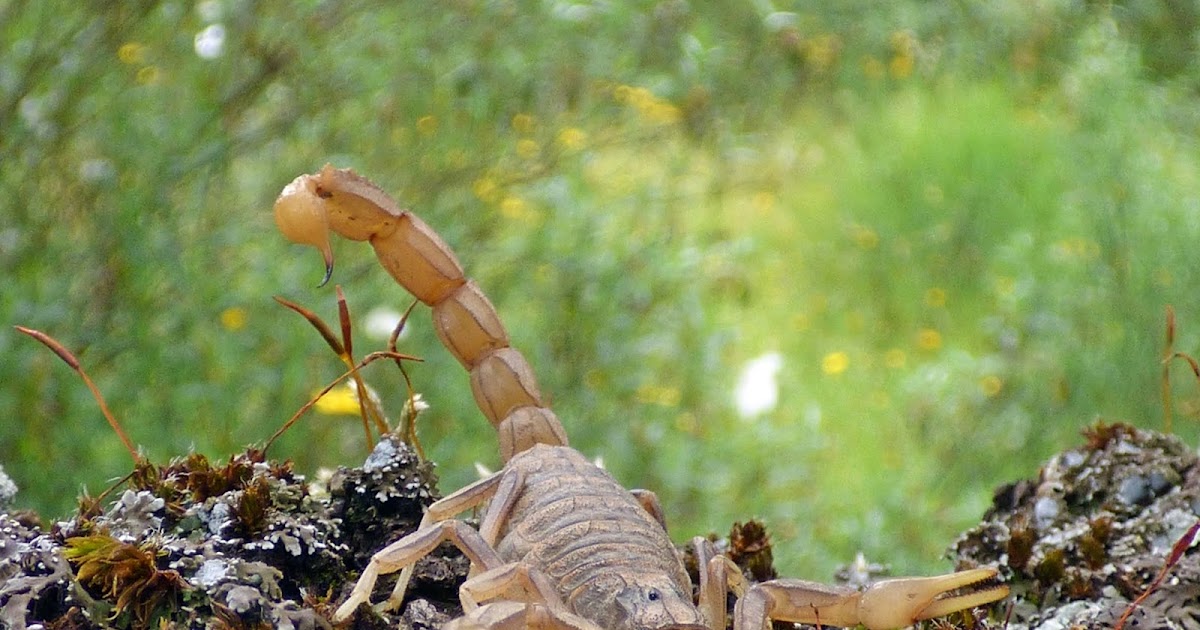 Montehermoso Natural: Alacrán, Escorpión común o Escorpión amarillo ...