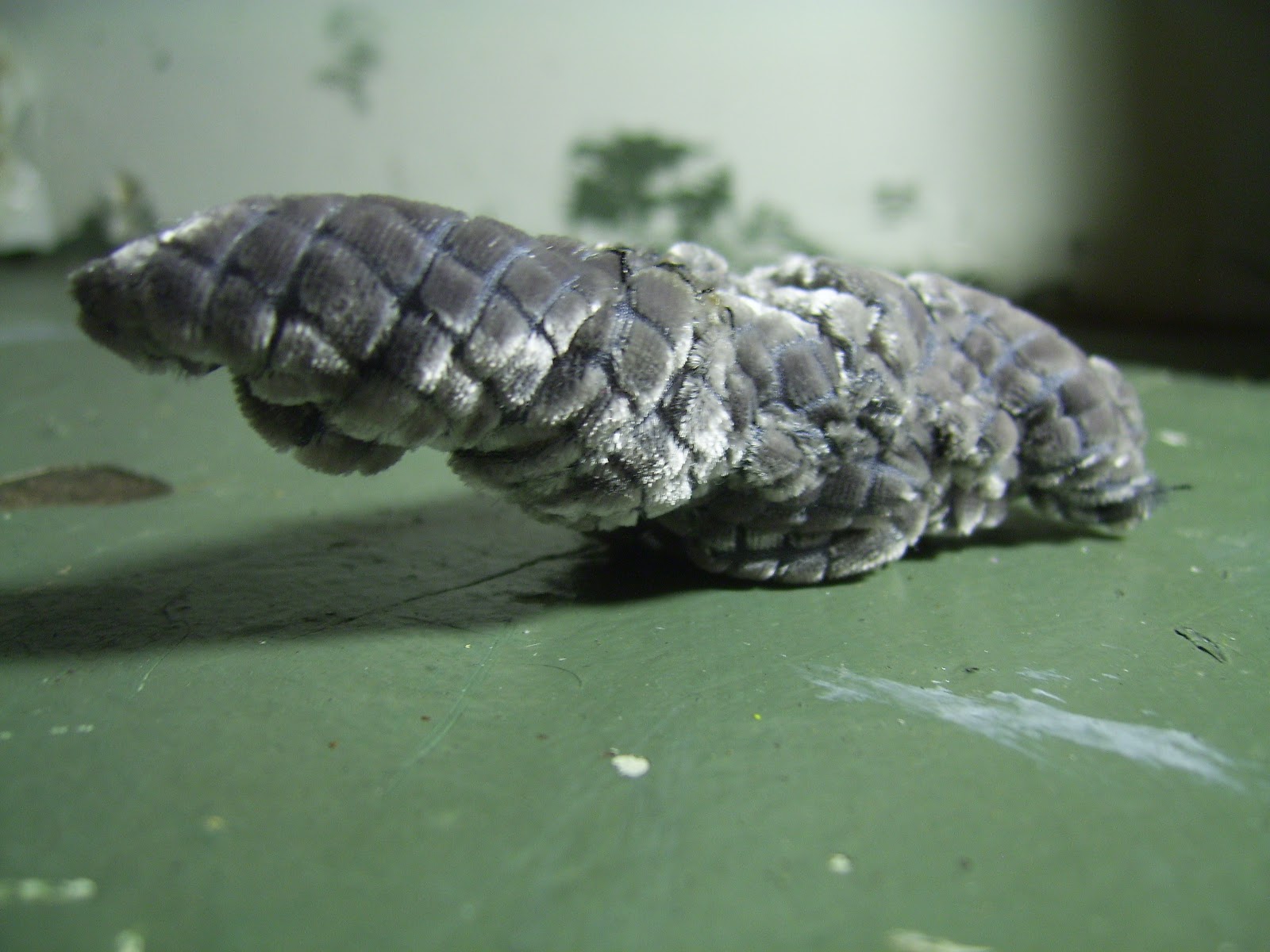 Monster Manual Sewn From Pants: WERETIGER, GIANT LEECH , GREY OOZE