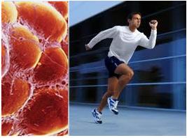 How Working Out Changes the Morphology of Your Body Fat and Why This ...