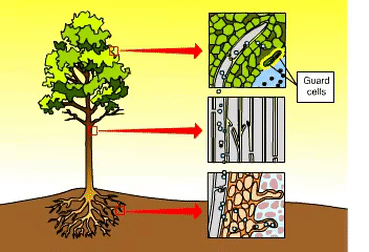 SONU ACADEMY: TEXT: TRANSPORTATION IN PLANTS - CLASS-VII CBSE