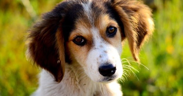 Naša Hrana: izreke o psima